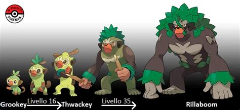 Grookey Analisi Pokémon Wiki Fandom