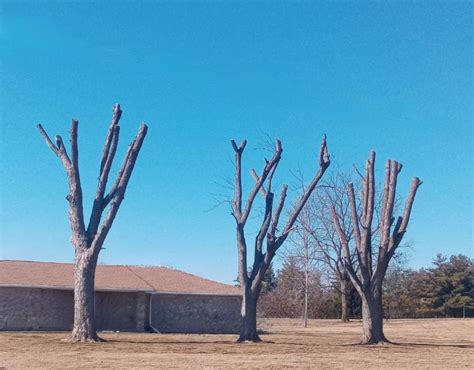 Why Tree Topping Hurts More Than It Helps Beaver Dam Tree Service Warsaw IN