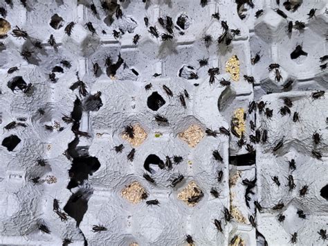 경남 김해 밀웜 슈퍼웜 귀뚜라미 판매 설 연휴 파충류 먹이 판매 파충류샵 마린렙타일 네이버 블로그