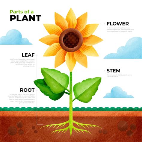 Basic Plant Diagram