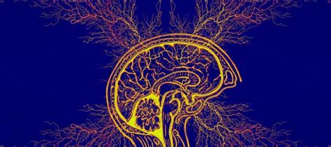 Novel Method To Construct Epilepsy Brain Networks Worldmedicinefoundation