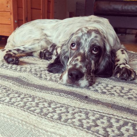 Lazy Saturday Scrolller