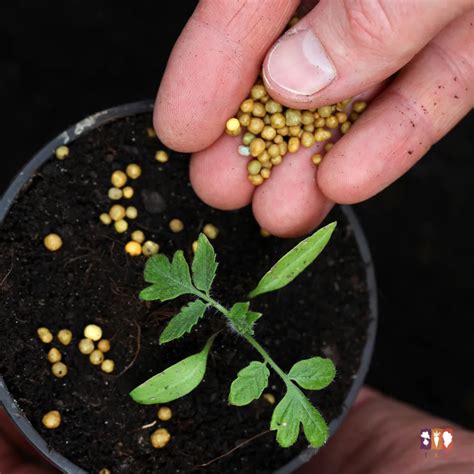 How To Fertilize Tomato Plants The Kitchen Garten