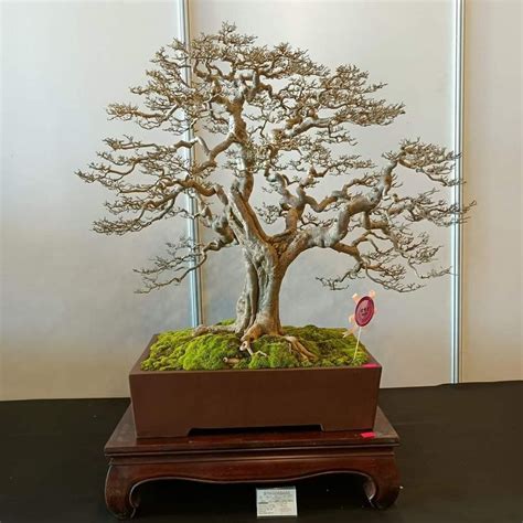 Pin Oleh Boris Tumiwa Di Bonsai