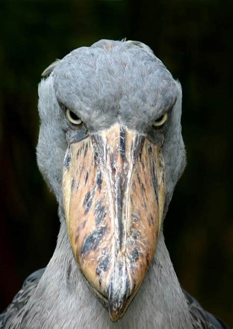 Shoebill Balaeniceps Rex