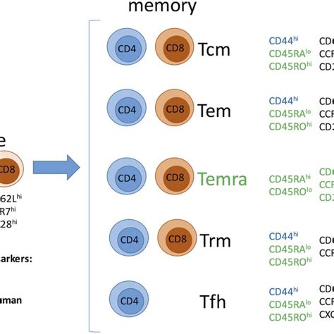 Memory T Cell Subsets Abbreviations Tcm Central Memory T Cells