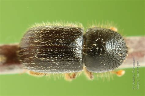 Photo 74485 Xyleborus Dispar