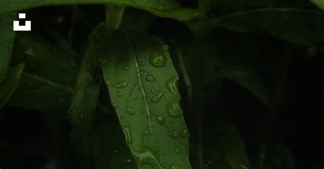 물방울이있는 녹색 식물 사진 Unsplash의 무료 녹색 이미지