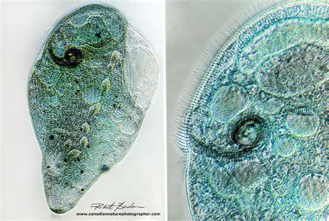 Photographing Stentors A Large Unicellular Ciliate Living In