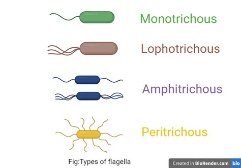 Flagella Structure Arrangement Function • Microbe Online