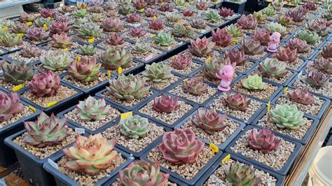 7월17일 이쁜 창 귀한창들 보러 오세요~어서오세요~~♡ 윤다육 라이브방송 다육라이브 다육판매 코노판매 Youtube