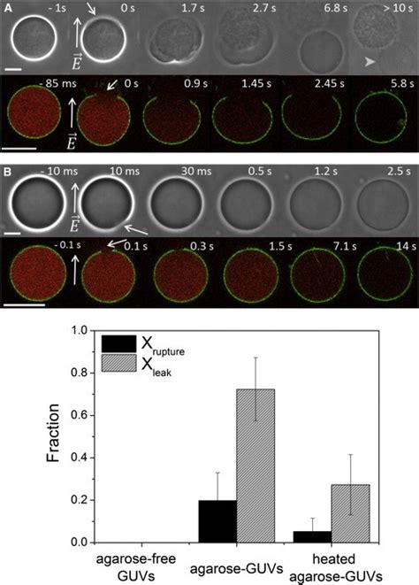 Giant Unilamellar Vesicles Formed By Hybrid Films Of Agarose And Lipids Display Altered