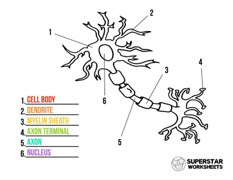 Labeled Neuron Model