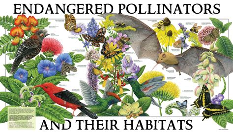 Pollinator Partnership Pollinators Poster Pollination Pollinator Garden