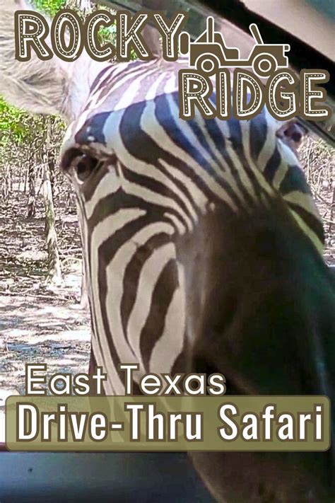 Rocky Ridge Drive Thru Safari A Wildlife Adventure In East Texas