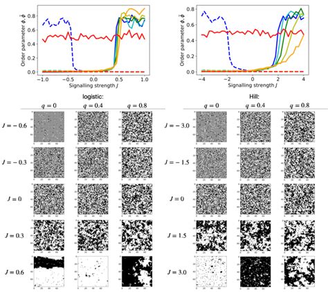 Simulation Results For Model 2 Top Row Order Parameters φ Bold Download Scientific Diagram