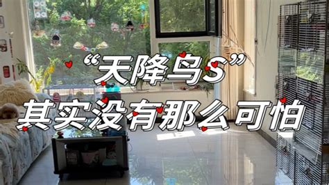 真实版养鸟人｜回答大家最关心的问题 Youtube