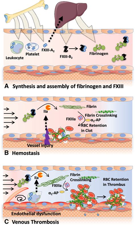 Fibrinogen