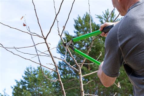 5 Different Types Of Tree Pruning