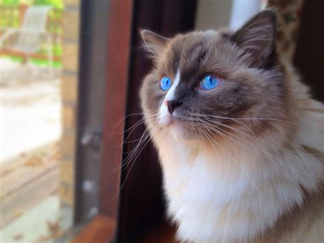 Кот Породы Рэгдолл Фото — Картинки