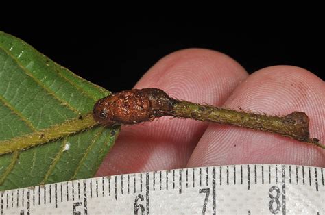 Dipterocarpus Alatus Dipterocarpaceae