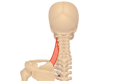 Levator Scapulae Muscle Attachments And Action Getbodysmart