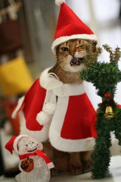 Коледни котки Страница 2