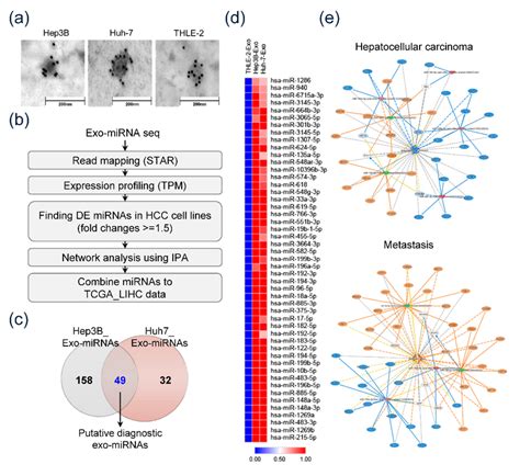 the cancer genomic atlas tcga database analysis sequencing data of