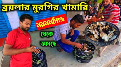 দেশি মুরগির বাচ্চা নিতে আসছে ময়মনসিংহ থেকে ।। দেশি মুরগি পালন পদ্ধতি ।। মায়া বাংলা Bd Youtube
