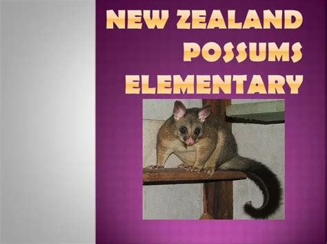 Ppt Essential Facts About New Zealands Bushy Tailed Possum