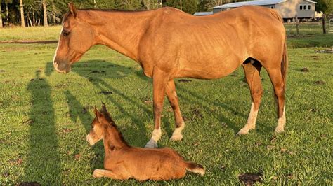 Are Foals Born With Teeth Foal Teeth Timeline And Care