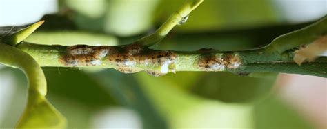 Identifying And Treating Scale Insects On Plants Living Color