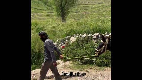 چند روزه خبر شه‌کوه ره نایمه ️ بفرمی پنیر خیکی😋اخرشو از دست نده☺️ Youtube