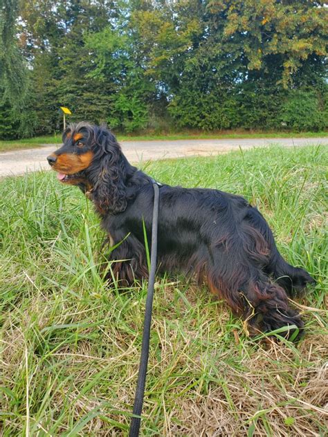 Chiots Elevage Du Petit Dan Eleveur De Chiens Teckel Poil Long