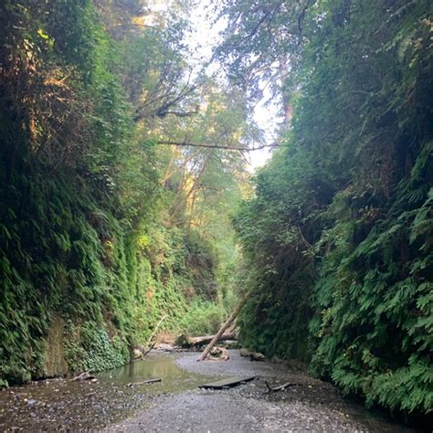 Fern Canyon In Orick Ca 14 Photos