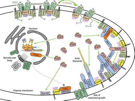 Schematic Representation Of The Gpcr Initiated Biochemical Processes