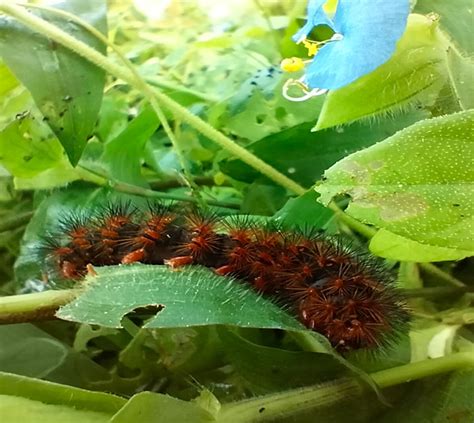 Allelopathy In Agriculture A Natural Ally For Sustainable Crops — Hive