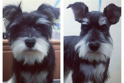 Should I Shave My Schnauzer