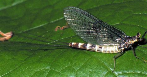 Insectos Trichoptera