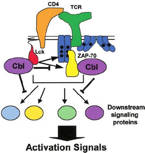Cbl Mediated Ubiquitination And Degradation Of Activated Sykzap 70 And Download Scientific