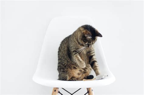 O Miado Do Gato é Uma Forma De Se Comunicar Entenda