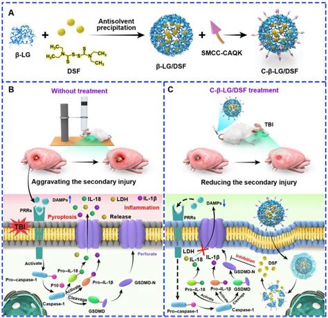 Sci Adv：刘洪梅 李珊珊 朱玉福等团队合作开发预防创伤性脑损伤后继发性损伤的潜在新策略 财经头条 新浪财经