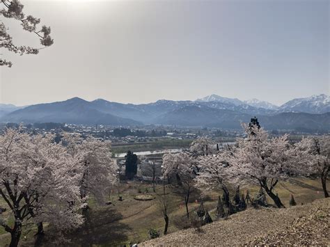 2023年 魚沼市内花情報 桜編 魚沼市観光協会