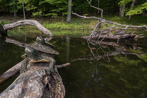 I Spy On Real Turtles Having Sex With 3d Printed Turtle Sex Dolls