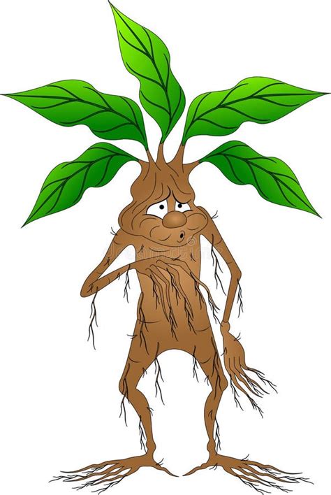 Mandrake Root With Leaves Character Stock Vector Illustration Of