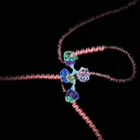 Dna Replication Animation Dna Replication Animation