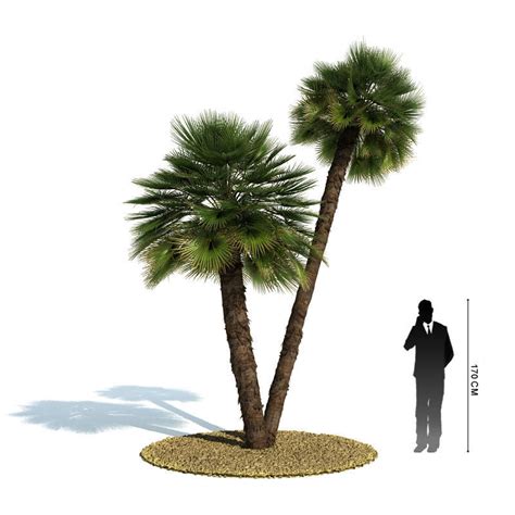 Archmodels Vol 85 Tropical Trees Collection 3d Model Cgtrader
