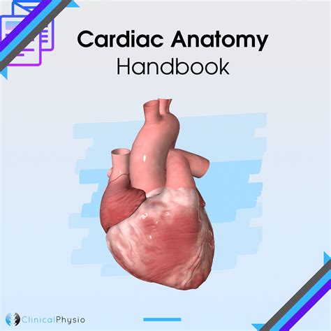 Cardiac Anatomy Handbook Clinical Physio