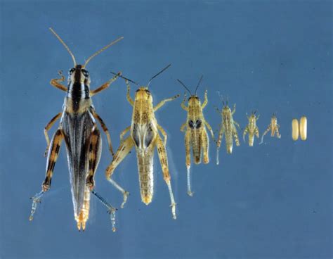 Week 14 Prairie Pest Monitoring Network