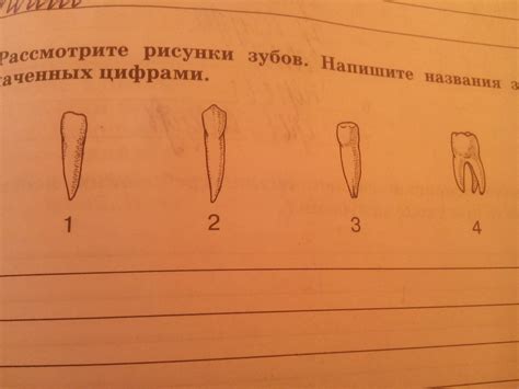 Рассмотрите рисунки зубов Напишите названия зубов обозначенных цифрами Школьные Знания Com